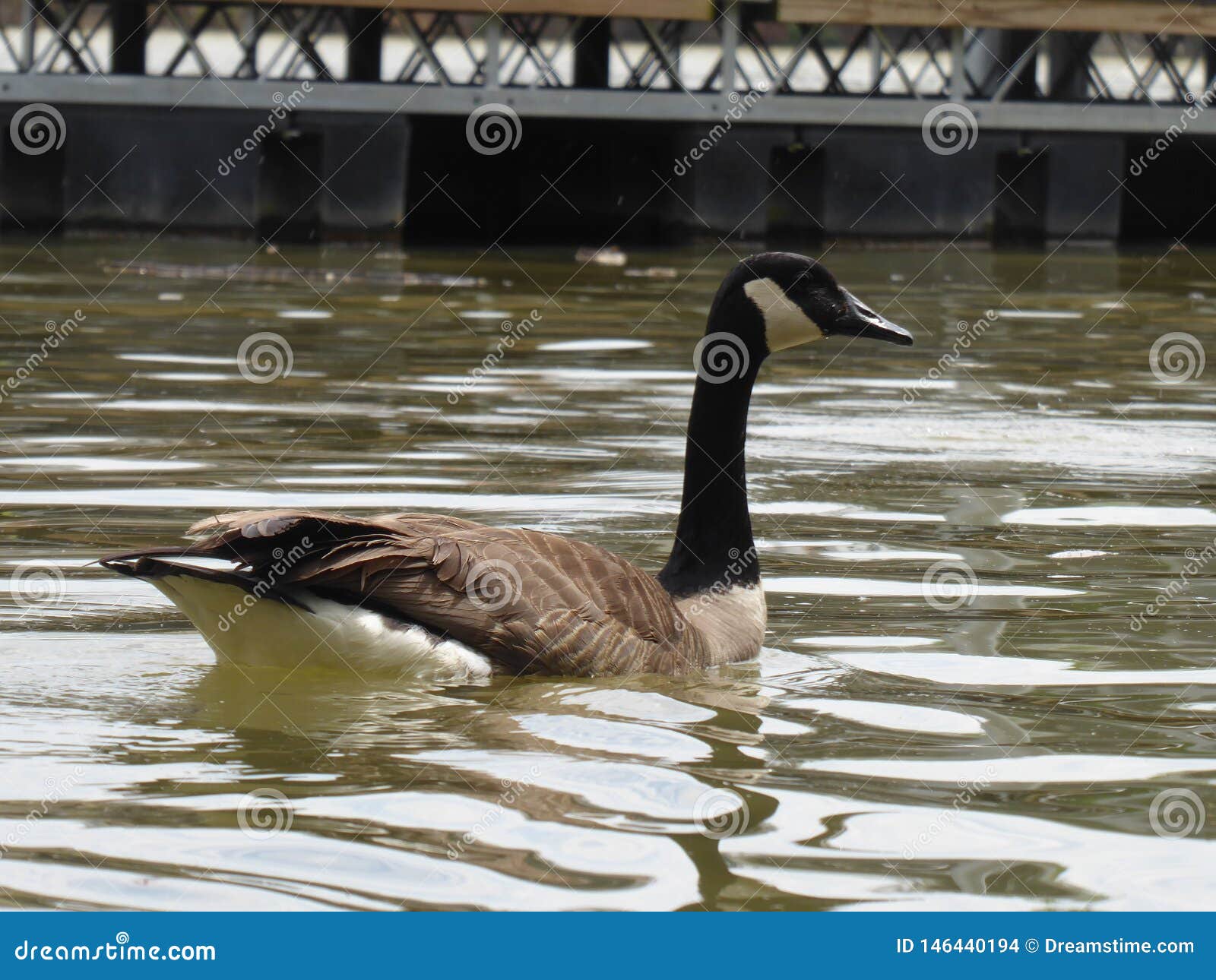 Canada Goose in Front of Dock Stock Photo - Image of dock, geese: 146440194