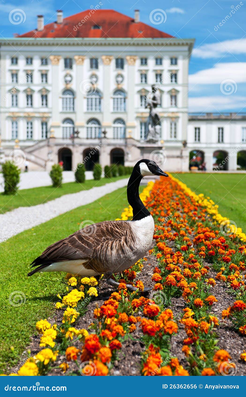 Canada Goose in Front of Nymphenburg Castle Stock Photo - Image of ...