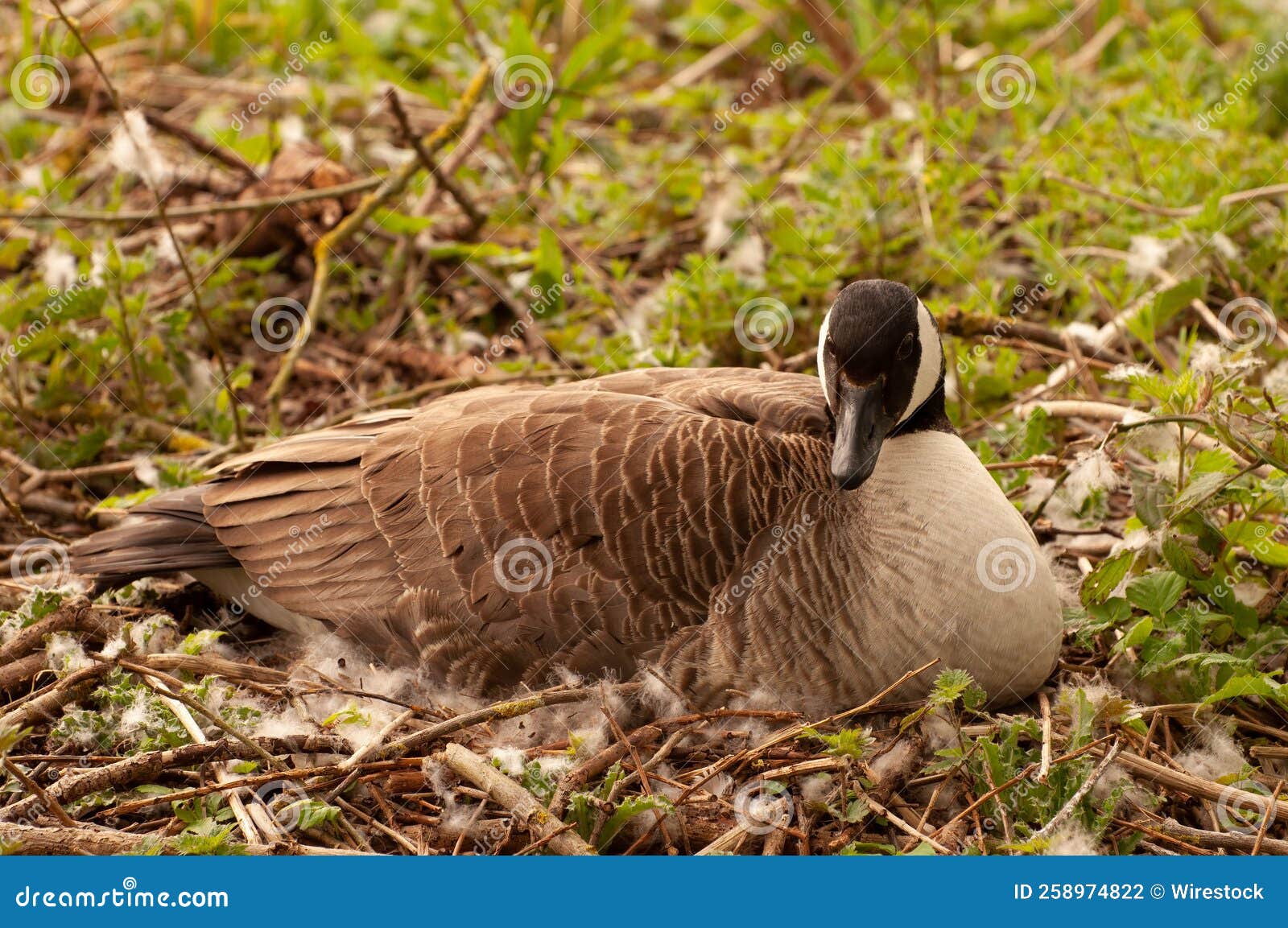 Goose And Gander Royalty-Free Stock Photography | CartoonDealer.com ...