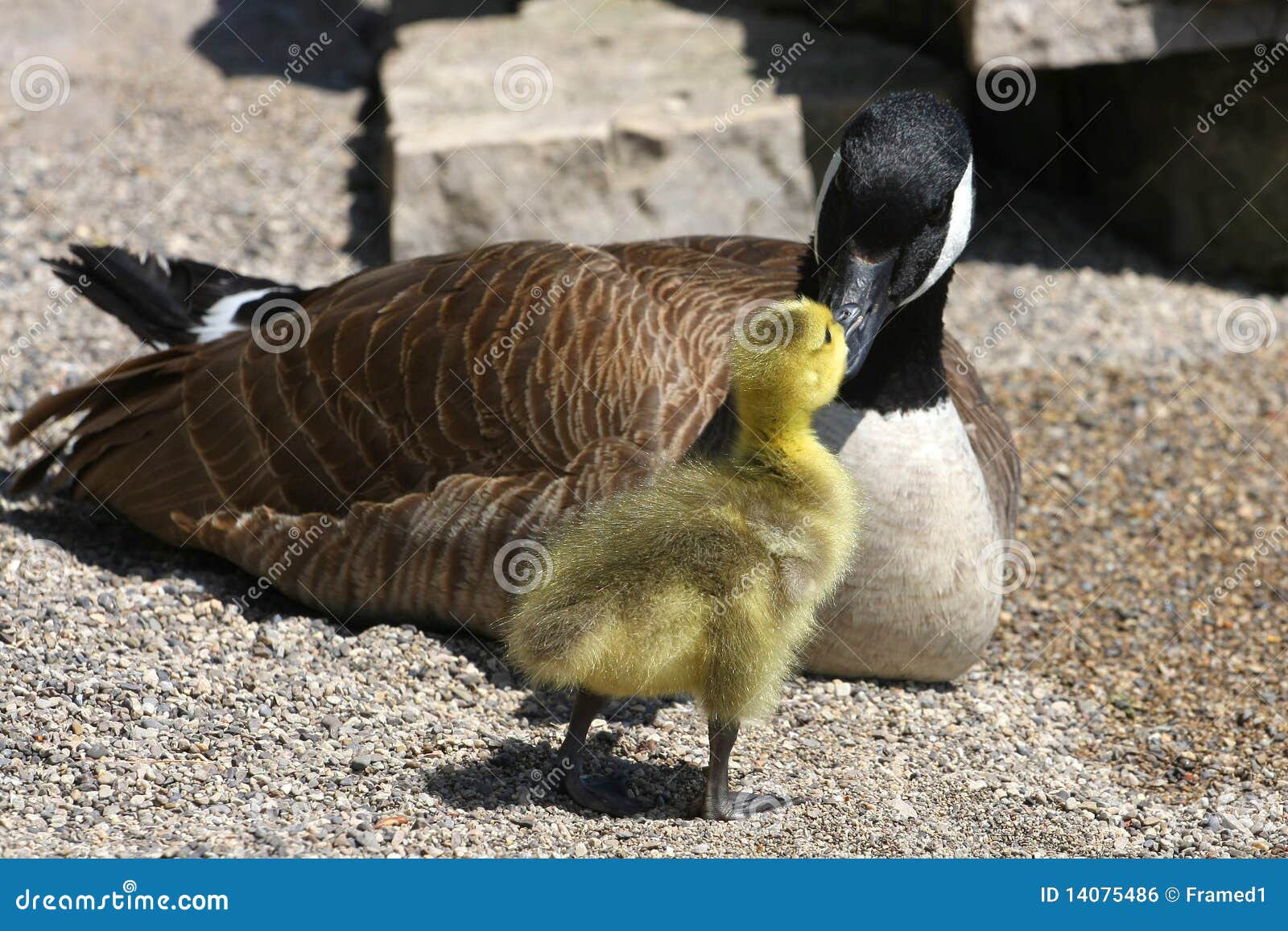 Canada Goose Gosling stock photo. Image of downy, emotions - 14075486