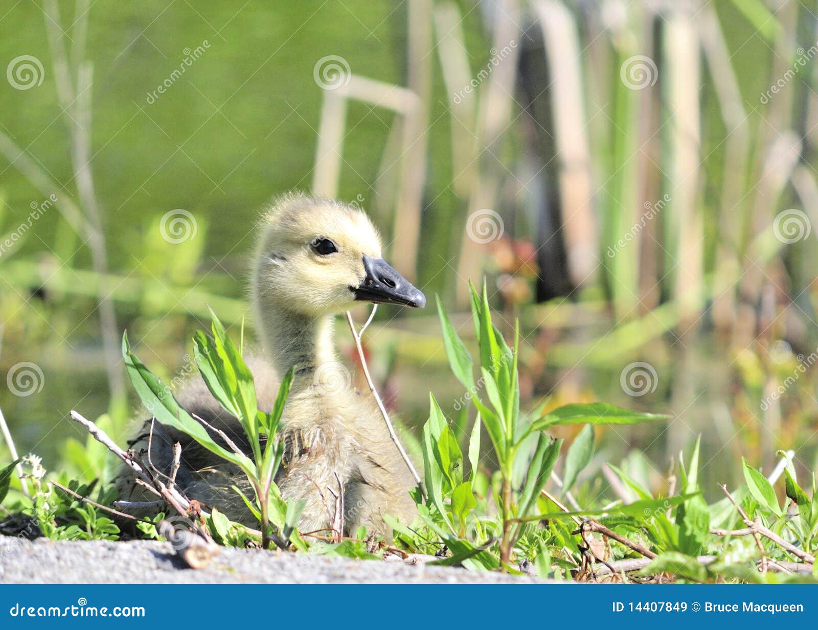 Canada Goose Gosling stock image. Image of bird, gosling - 14407849