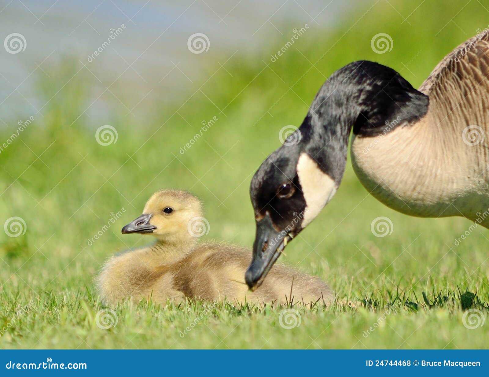 Canada Goose Gosling stock photo. Image of babies, marsh - 24744468