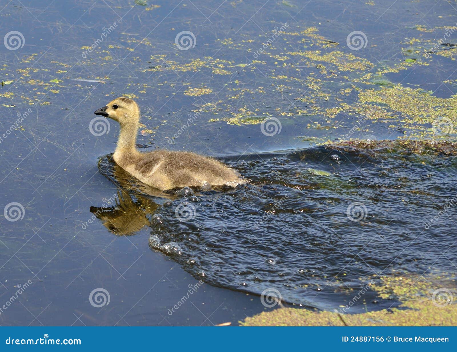 Canada Goose Gosling stock photo. Image of canada, wildlife - 24887156