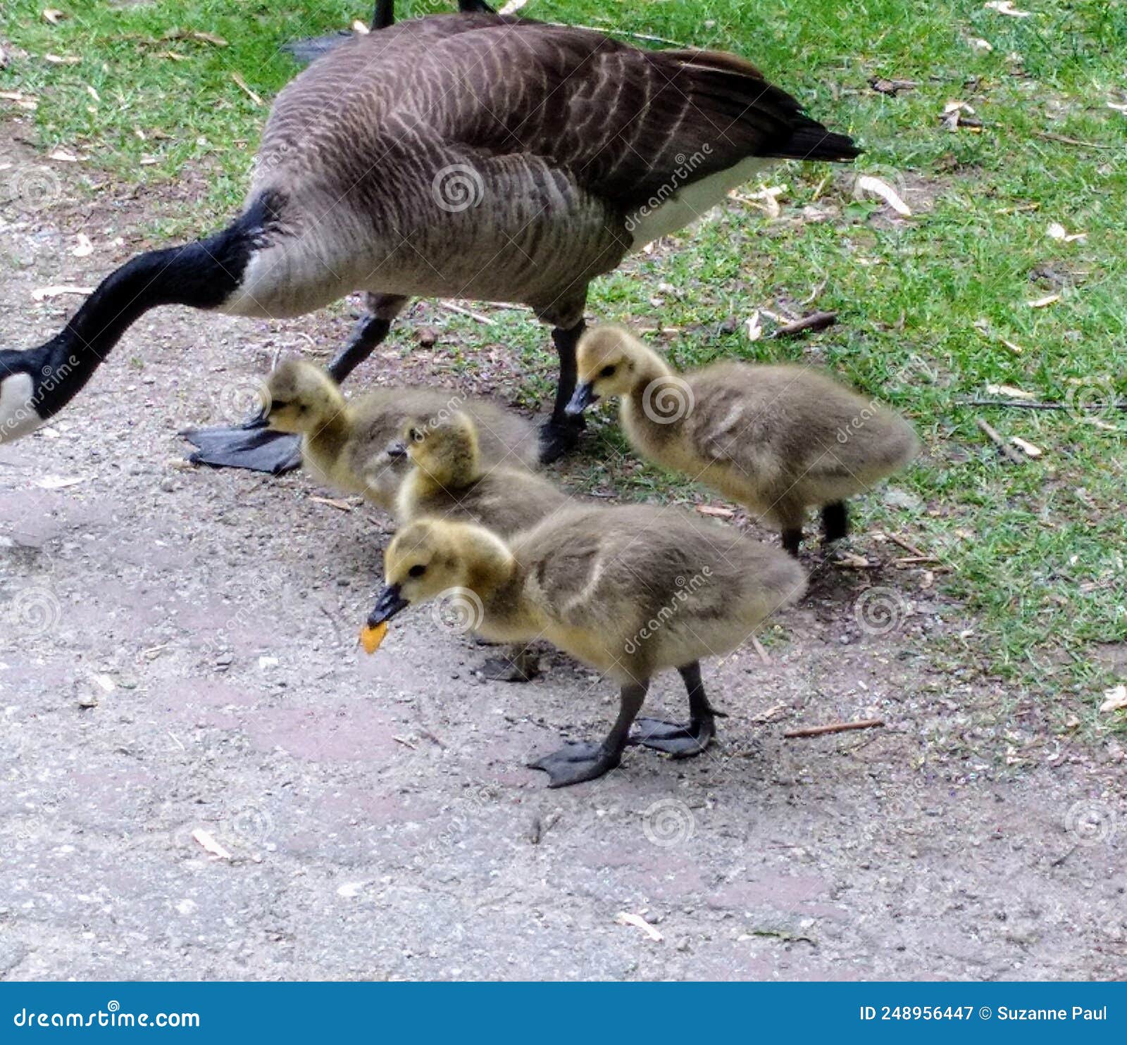 Canada Goose Gosling Babies Eating Stock Image - Image of babies ...