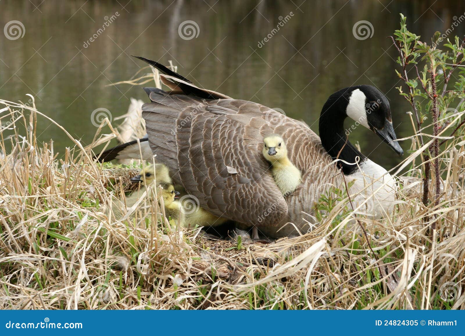 Canada Goose Gosling Getting Comfortable Stock Image - Image of adult ...