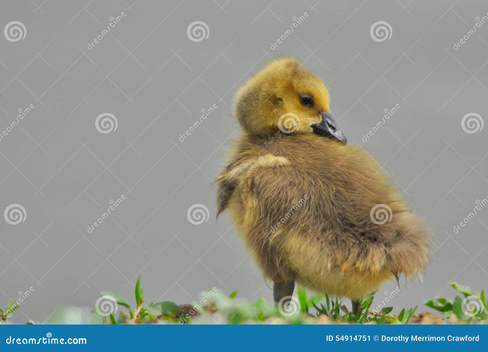 Canada Goose Gosling stock image. Image of spring, nature - 54914751