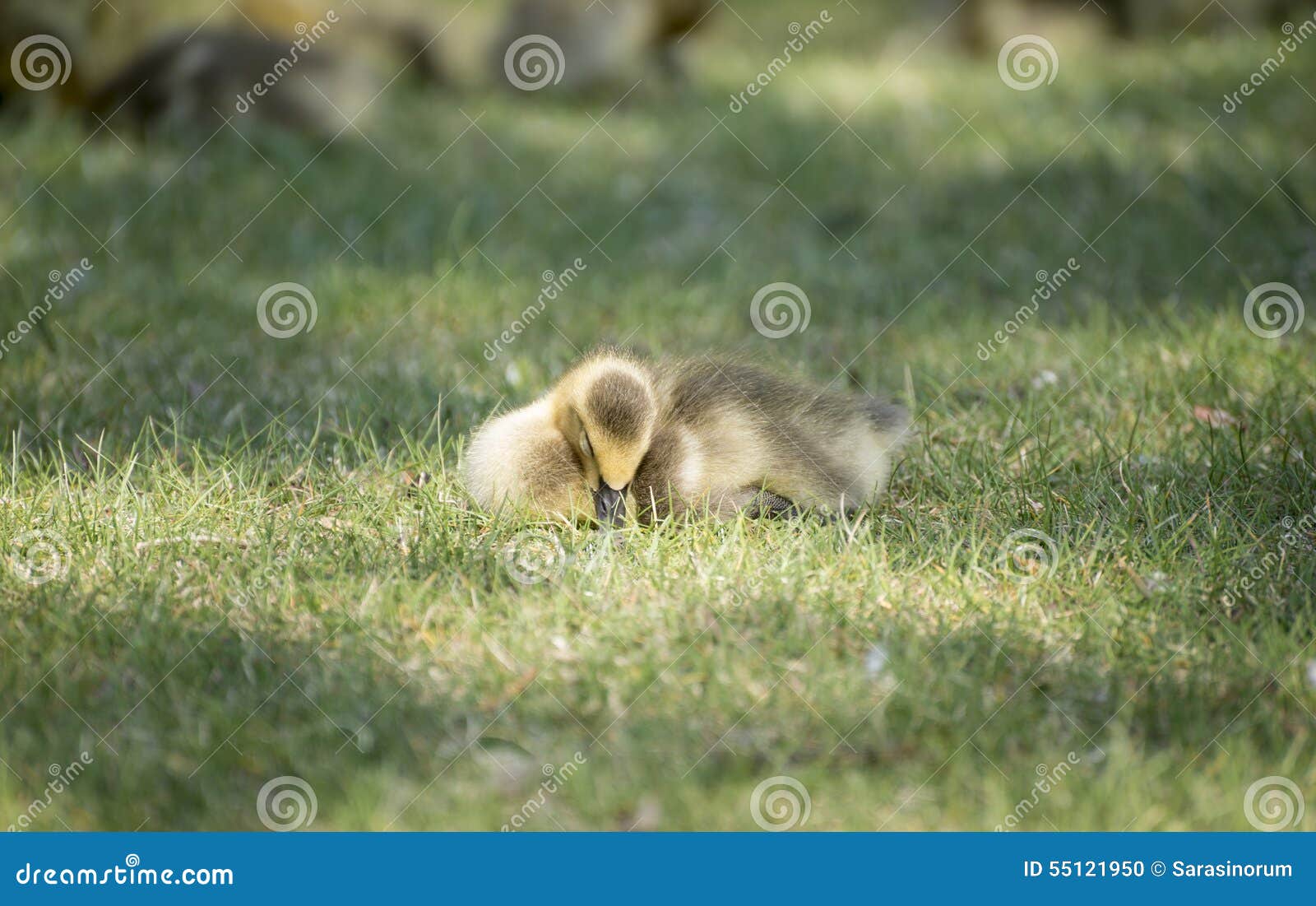 Canada Goose Gosling Sleeping in the Sunlight (Branta Canadensis) Stock ...