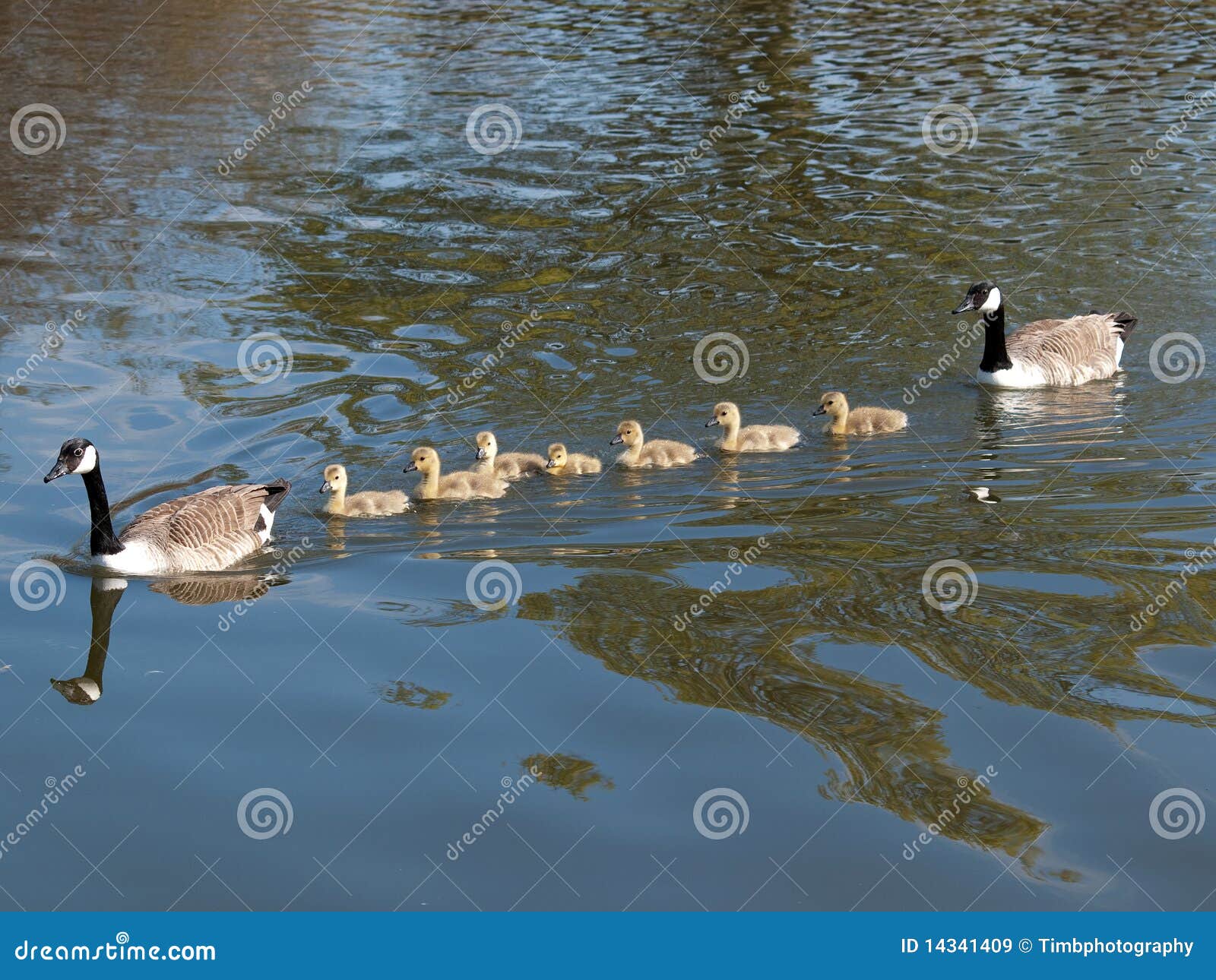 Canada goose with goslings stock image. Image of people - 14341409