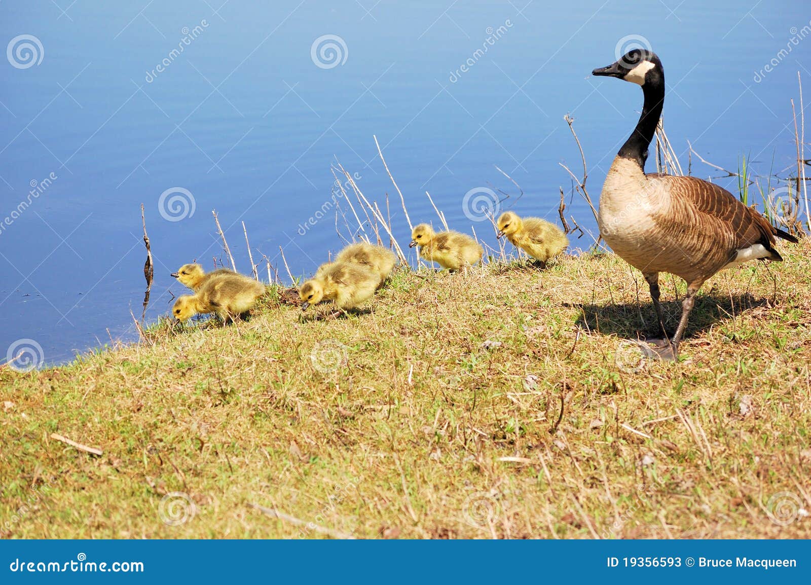 Canada Goose Goslings stock image. Image of gosling, cute - 19356593