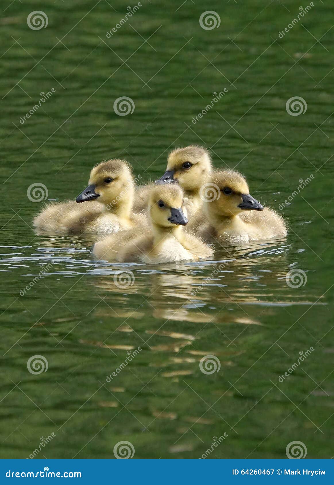 Goslings Stock Photo | CartoonDealer.com #66967446