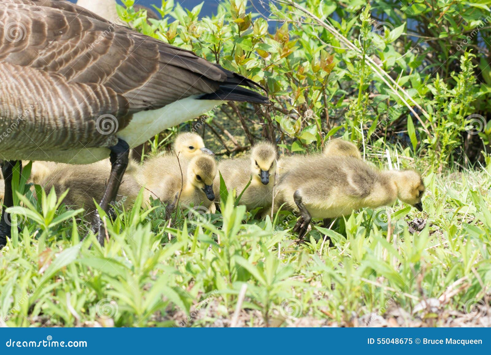 Canada Goose Goslings stock image. Image of nature, color - 55048675