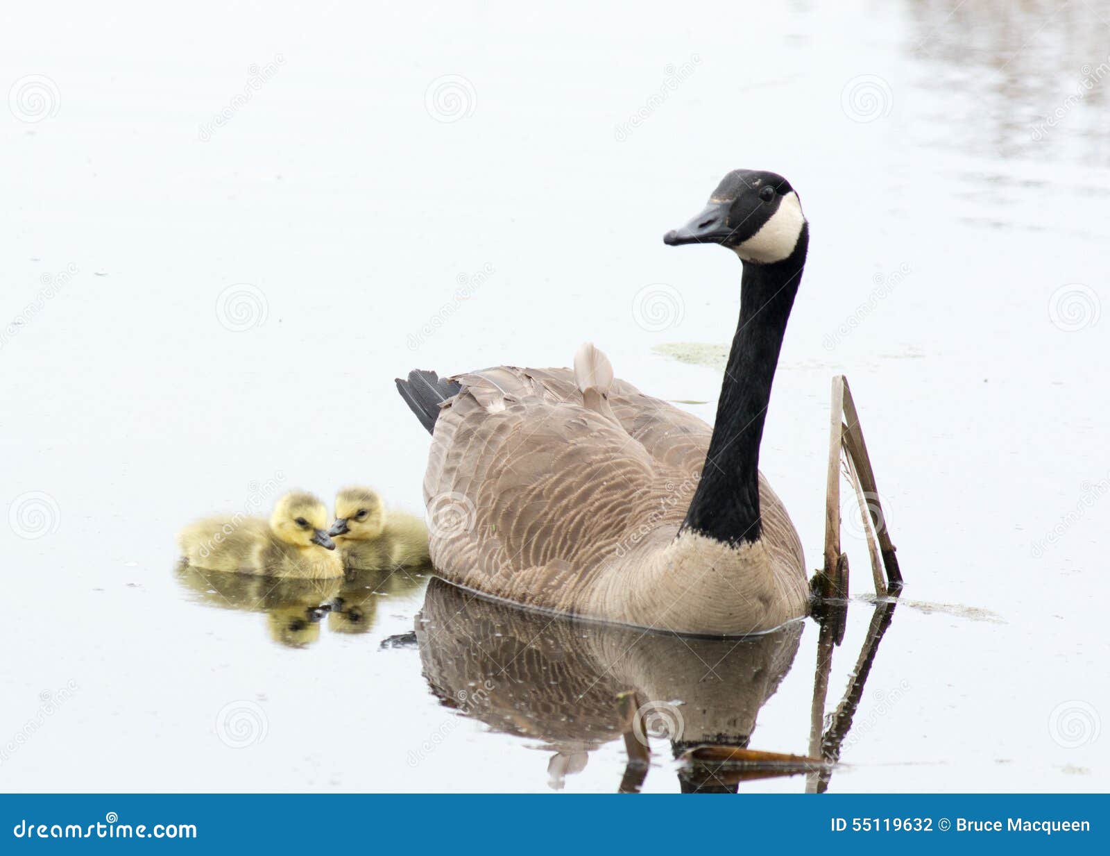 Canada Goose Goslings stock photo. Image of waterfowl - 55119632