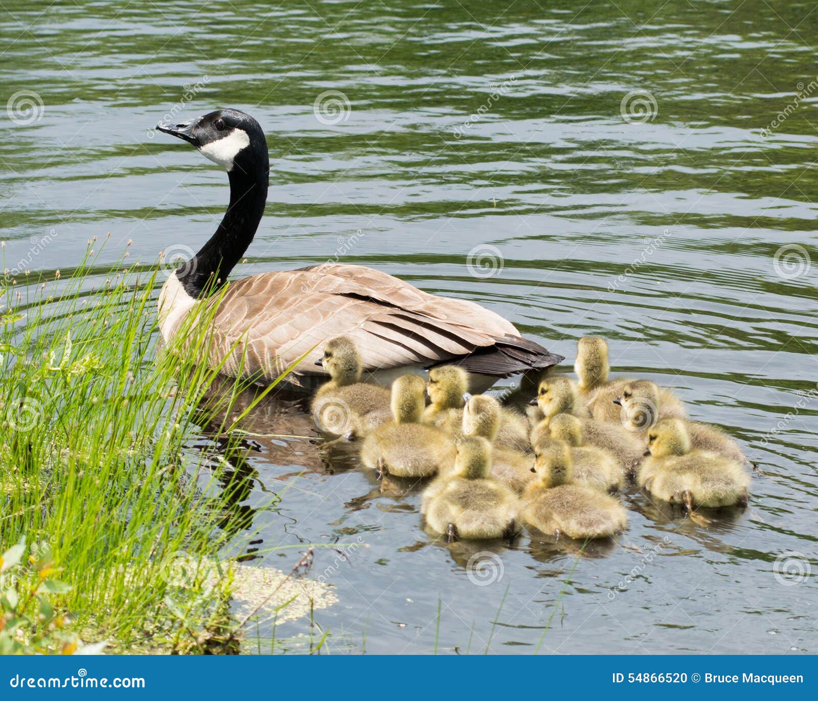 Canada Goose Goslings stock photo. Image of water, nature - 54866520