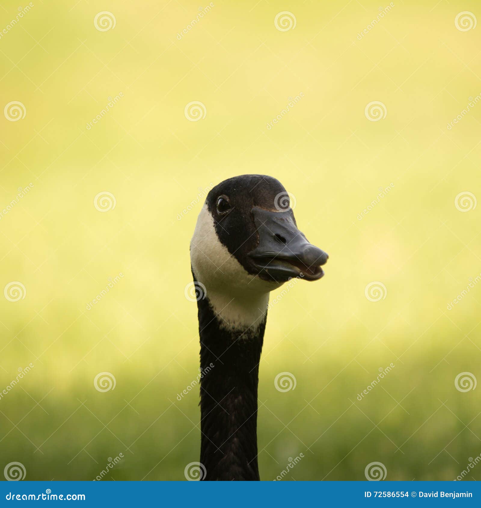Canada Goose Head stock photo. Image of anatidae, wildlife - 72586554