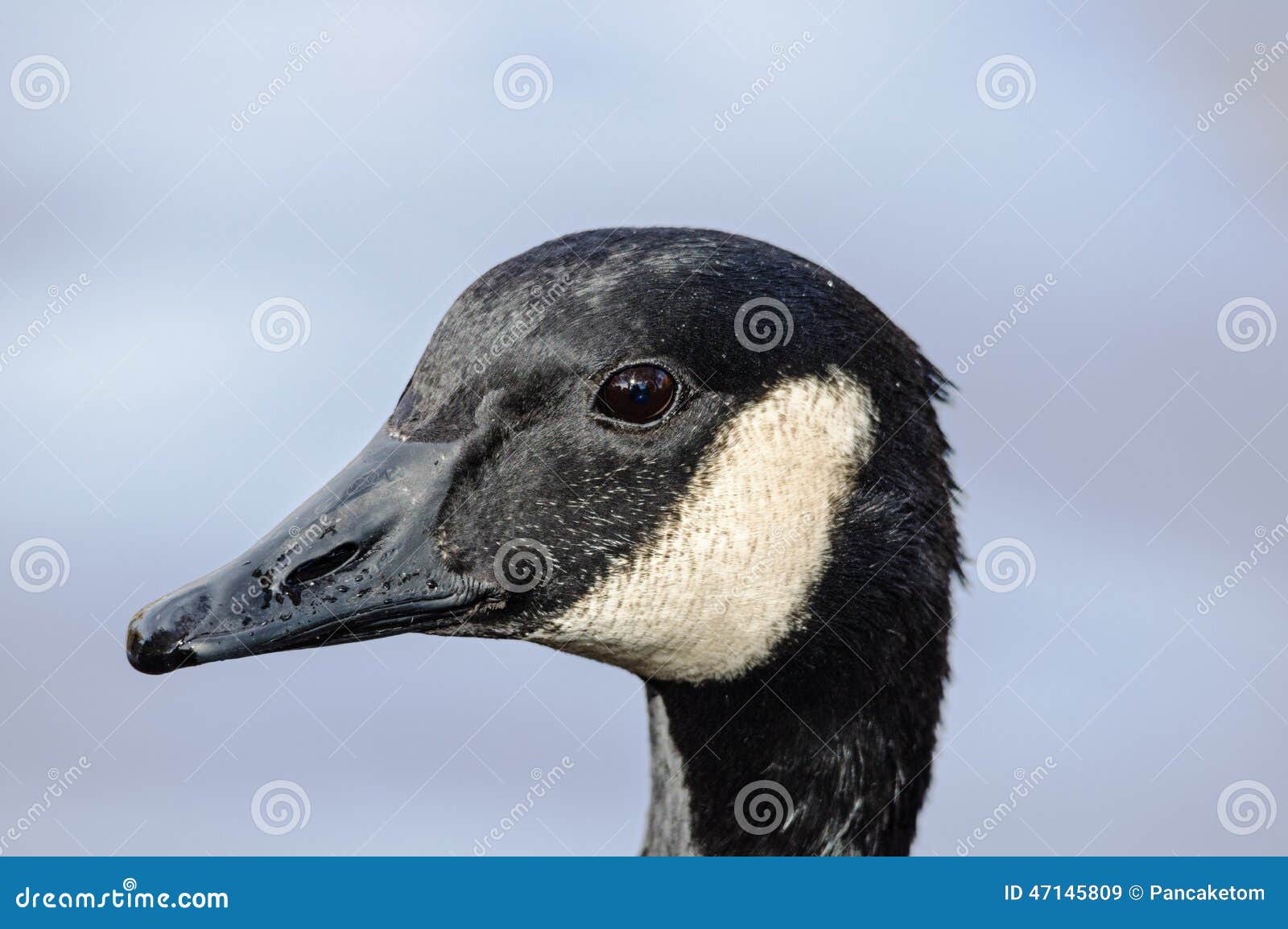 Canada Goose Head stock image. Image of canadensis, branta - 47145809