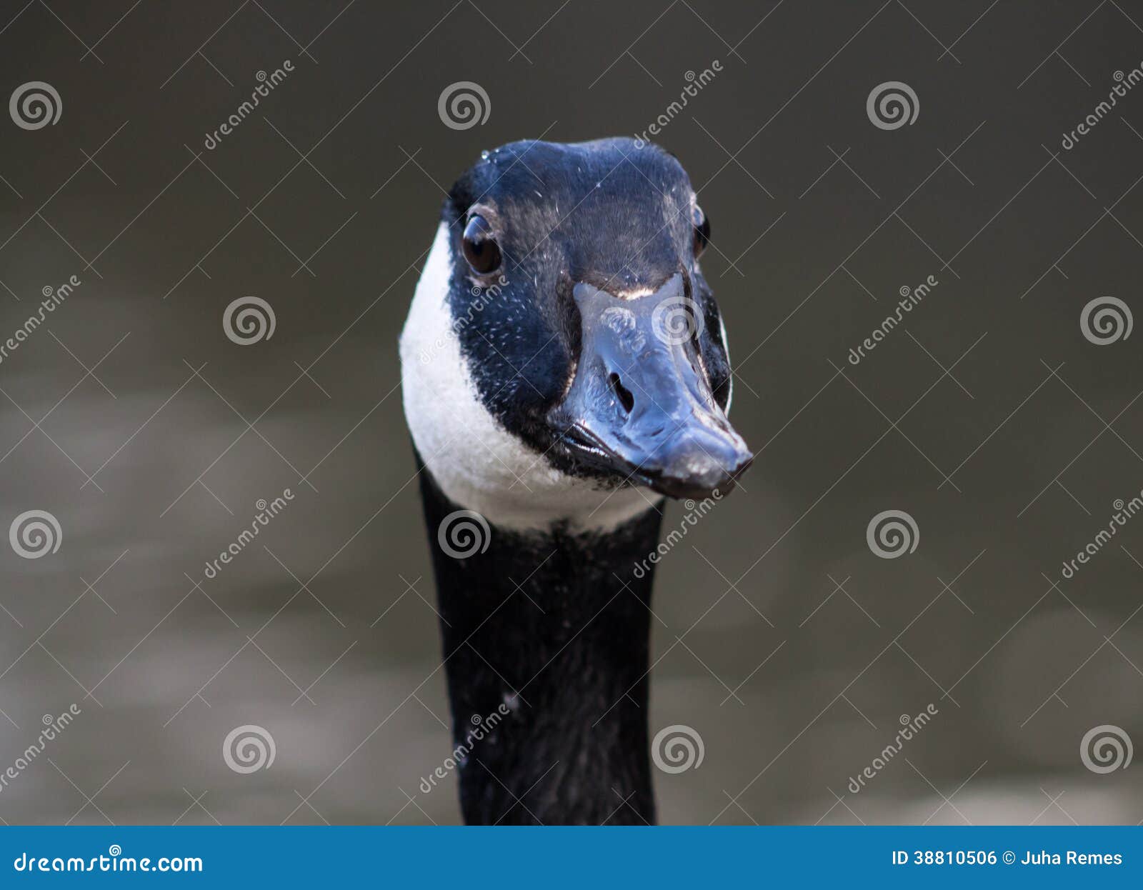 Canada Goose stock photo. Image of horizontal, head, reflection - 38810506