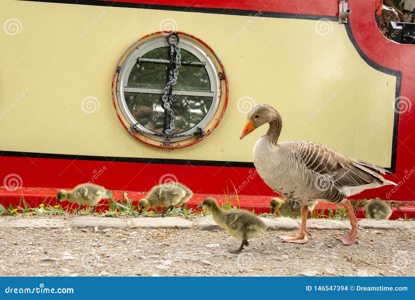 Canada Goose and Her Chicks Stock Photo - Image of guarding, young ...