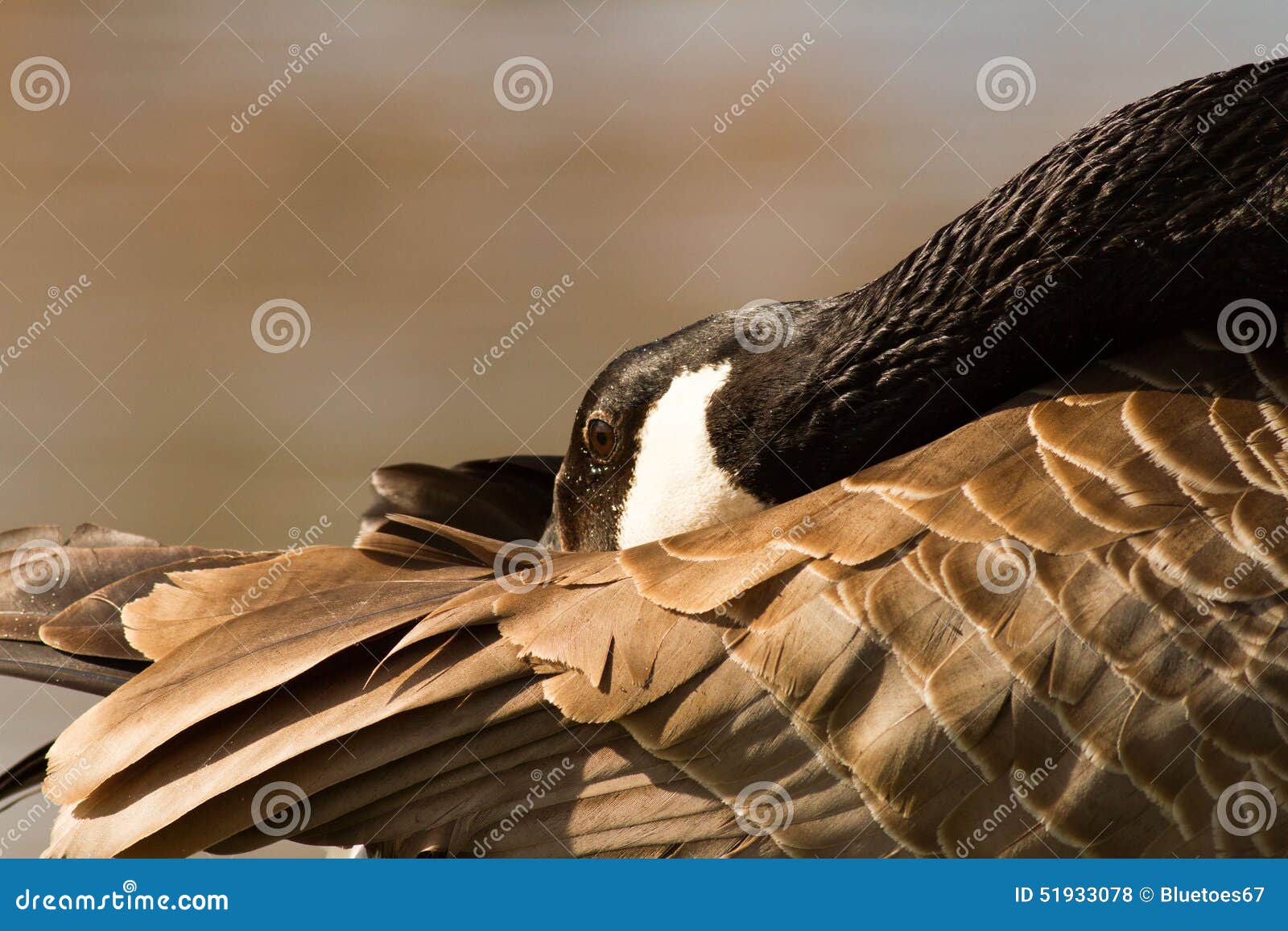 Canada Goose hiding head stock photo. Image of feet, birding - 51933078