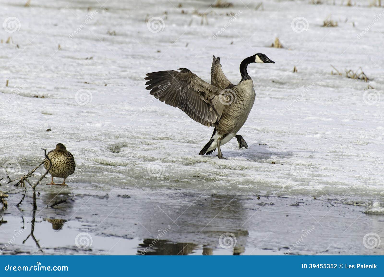 Canada Goose on ice stock photo. Image of waterfowl, branta - 39455352