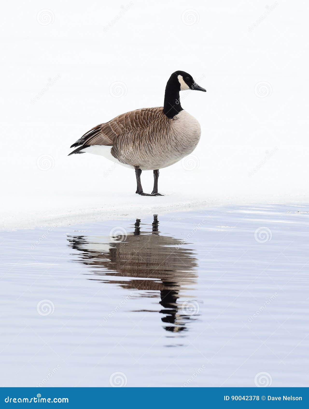 Canada goose on ice stock photo. Image of natural, frozen - 90042378