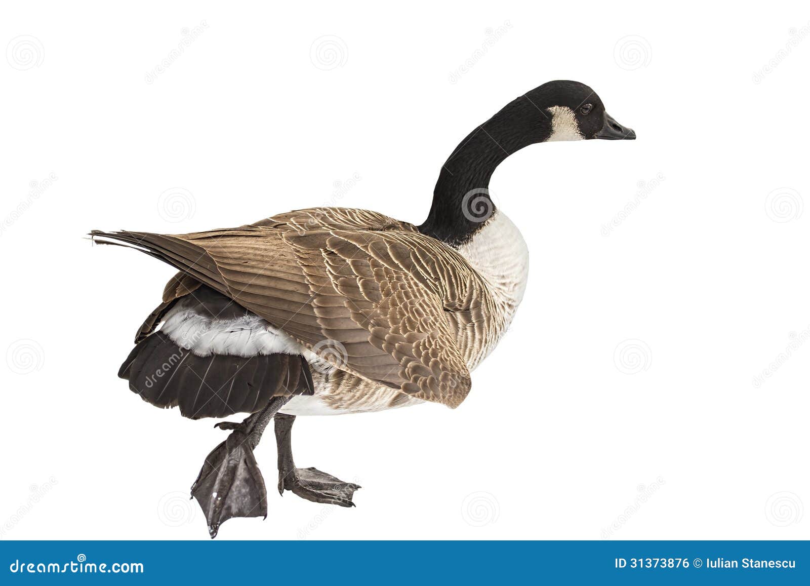 The Canada Goose stock photo. Image of beak, animal, isolate - 31373876