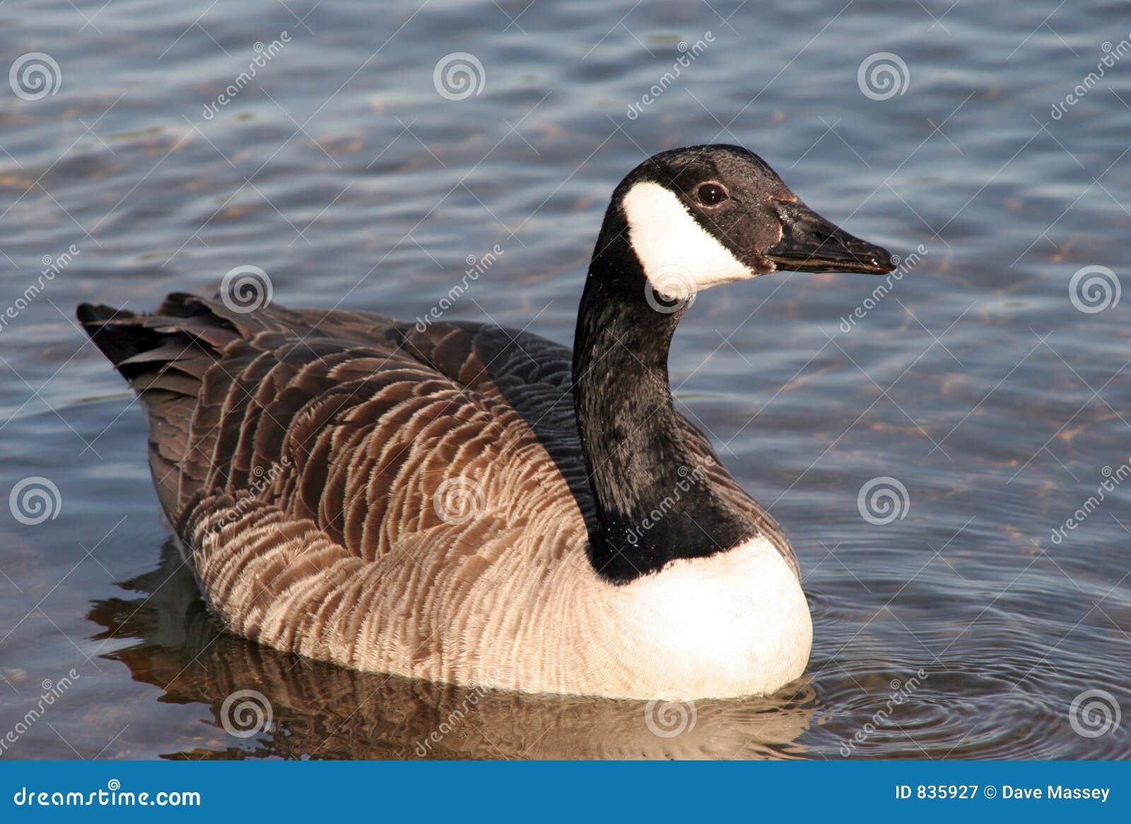 Canada Goose on Lake stock image. Image of bird, water - 835927