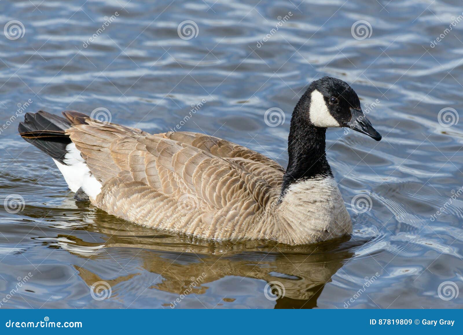 Canada Goose in a Lake stock image. Image of swim, bird - 87819809