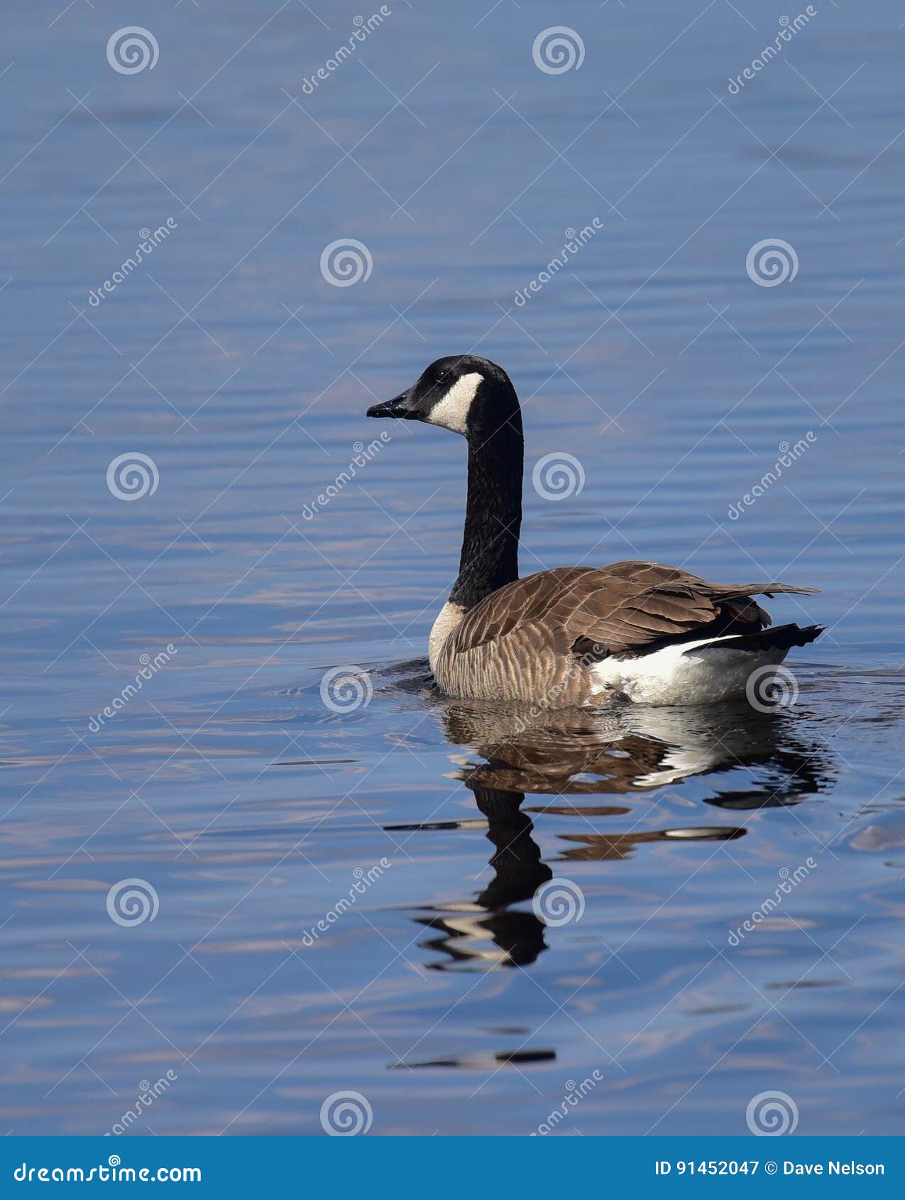 Canada goose on lake stock image. Image of water, outdoors - 91452047