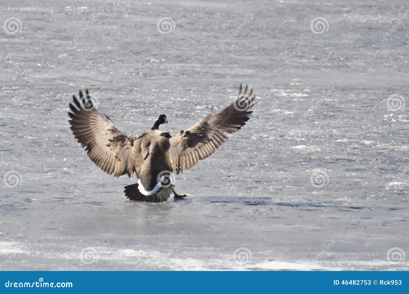 Canada Goose Landing on a Frozen Lake Stock Image - Image of pond ...