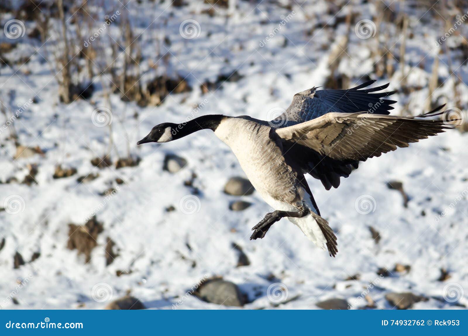 Canada Goose Landing on the Snowy Winter River Stock Photo - Image of ...