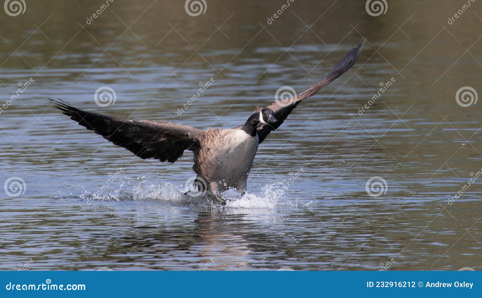 Canada Goose Landing on Water Stock Photo - Image of flight, beauty ...