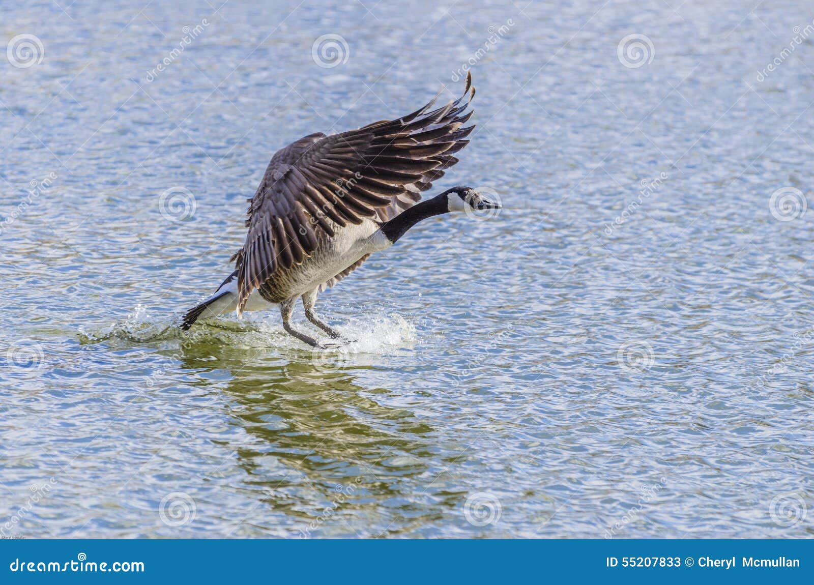 Canada Goose Landing on Water Stock Image - Image of canada, branta ...
