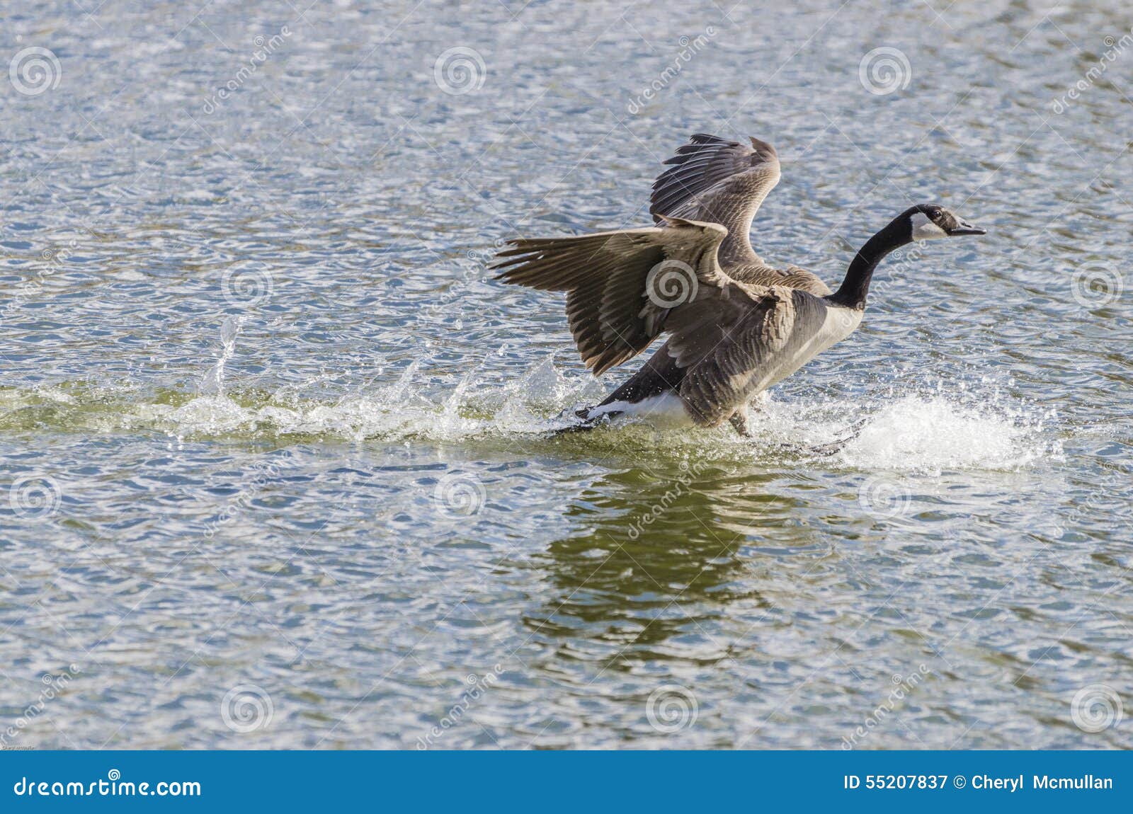 Canada Goose Landing on Water Stock Image - Image of feathers, pond ...