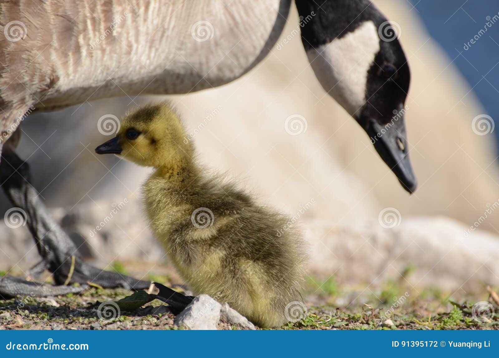 Canada Goose with Little Child Stock Photo - Image of perfect, safety ...