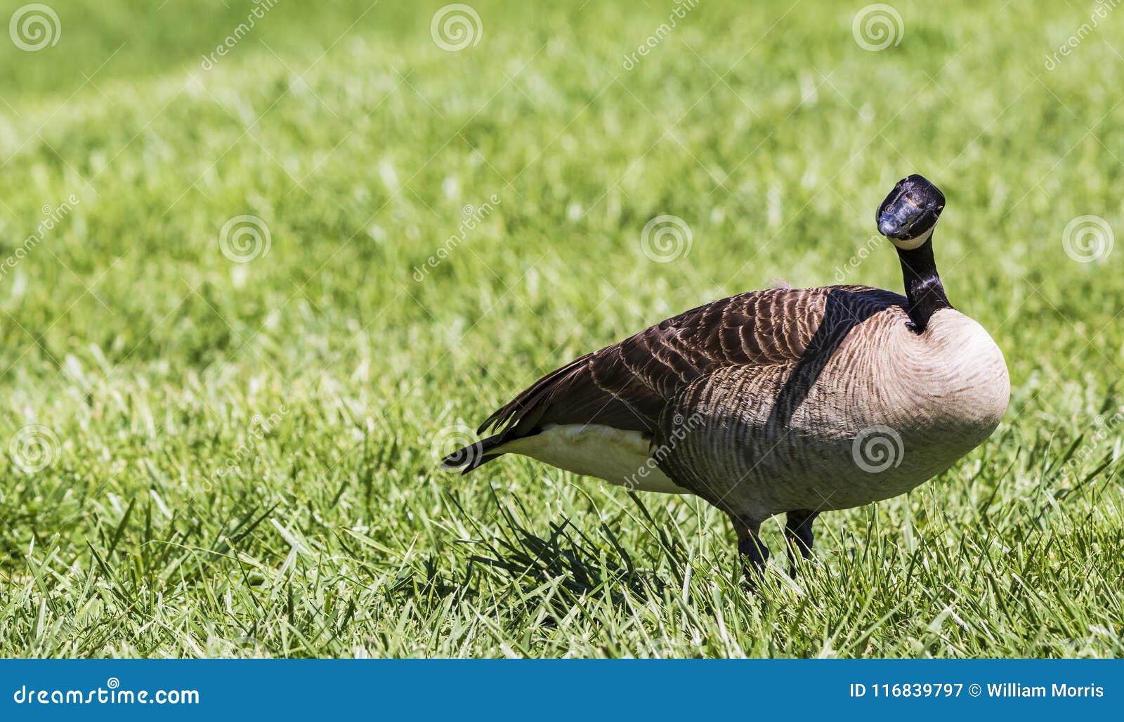 A Questioning Canada Goose Looking. Stock Image - Image of bird, pest ...
