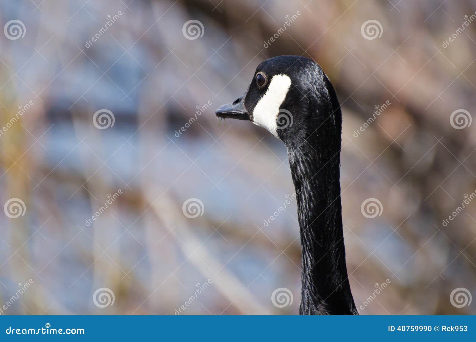 Canada Goose Looking Out Over the Lake Stock Photo - Image of looking ...