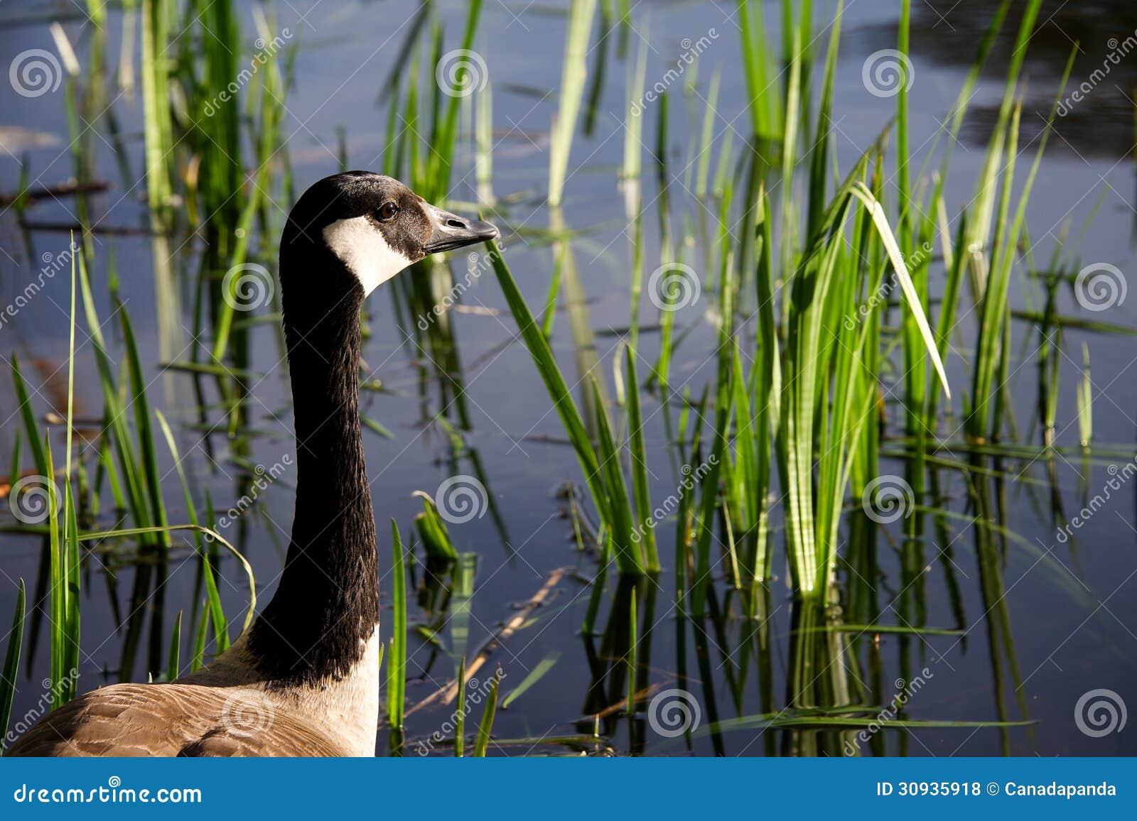 Canada Goose Looks at Sunset Stock Photo - Image of wildlife ...