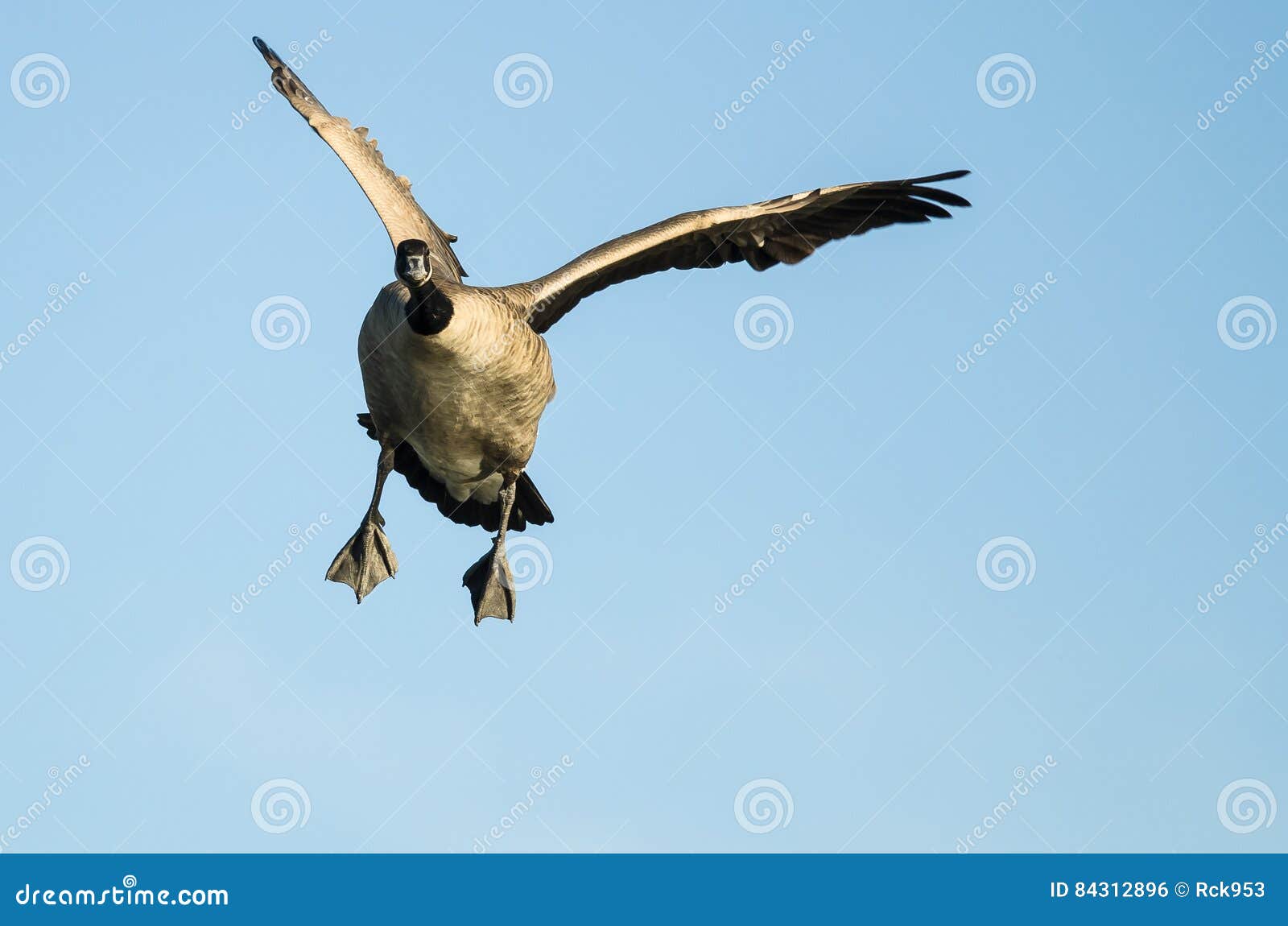Canada Goose Making Direct Eye Contact while Flying in a Blue Sky Stock ...