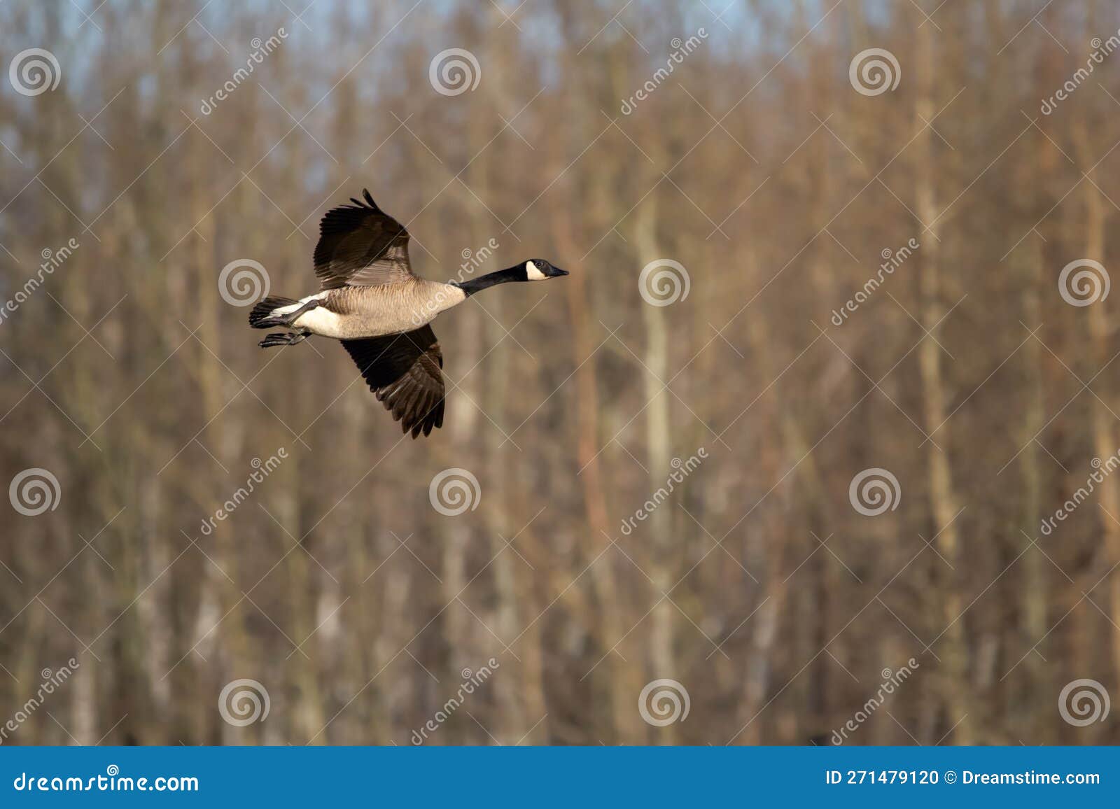 Canada Goose is Migrating in Early Spring Over Bald Trees Stock Photo ...