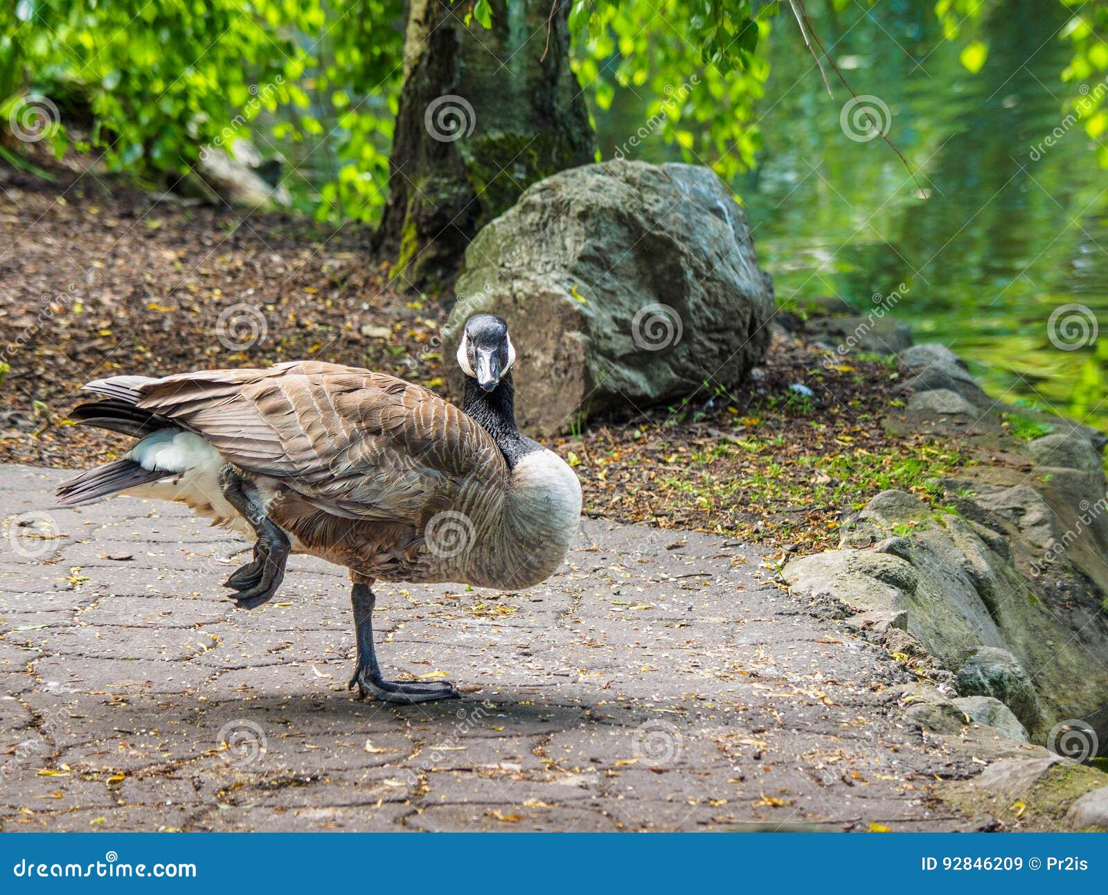 Canada Goose Near the Lake, Looking in the Camera Stock Image - Image ...