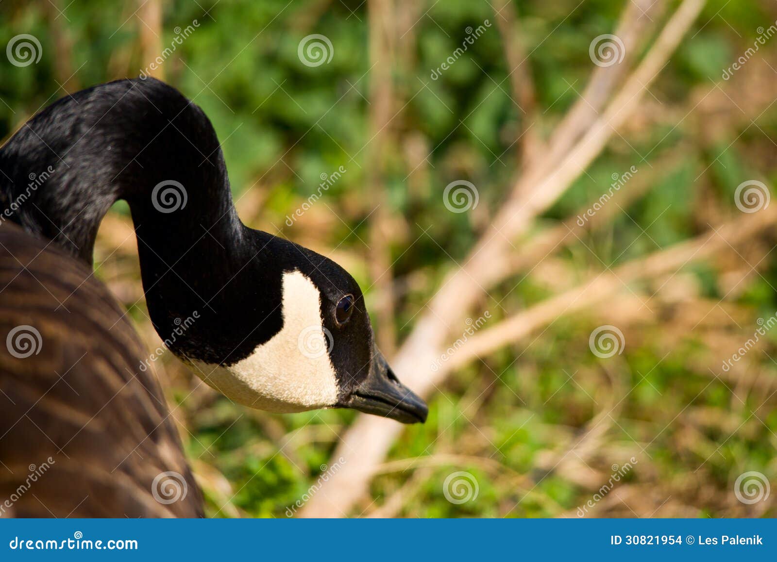 Canada Goose stock photo. Image of contorted, neck, waterfowl - 30821954