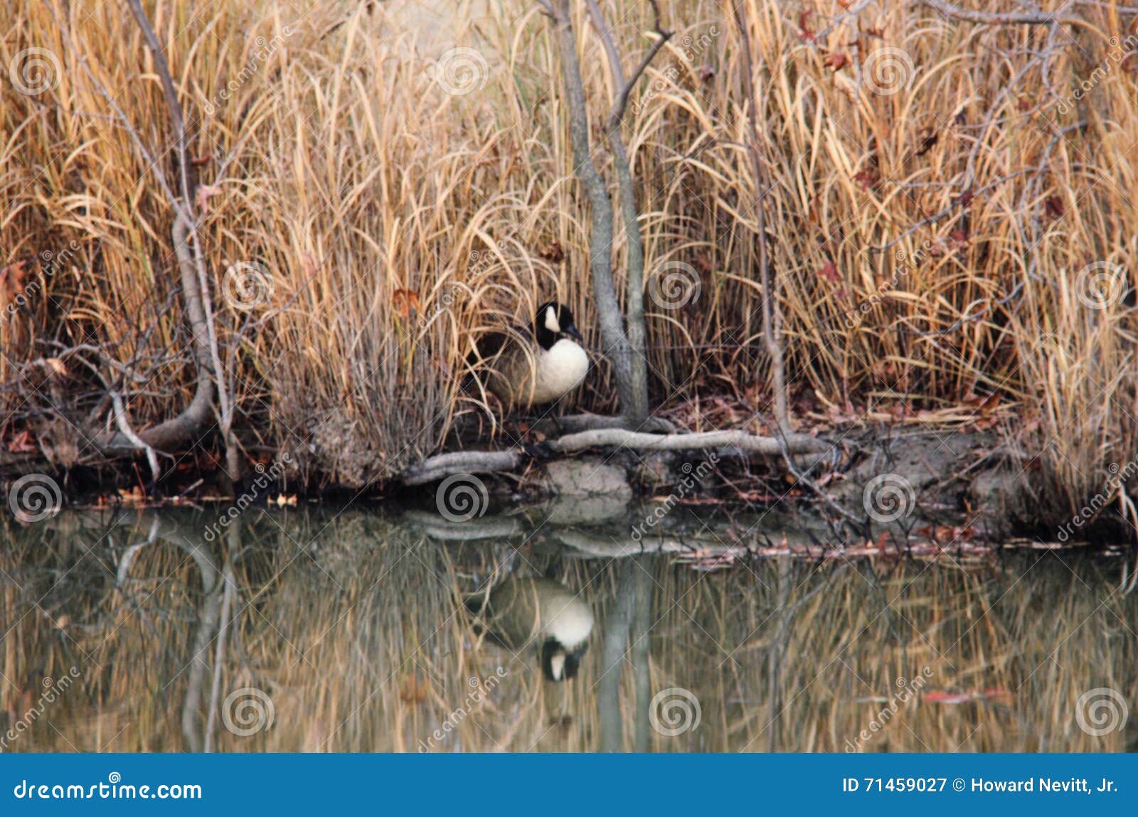 Canada Goose on nest stock image. Image of bird, canada - 71459027