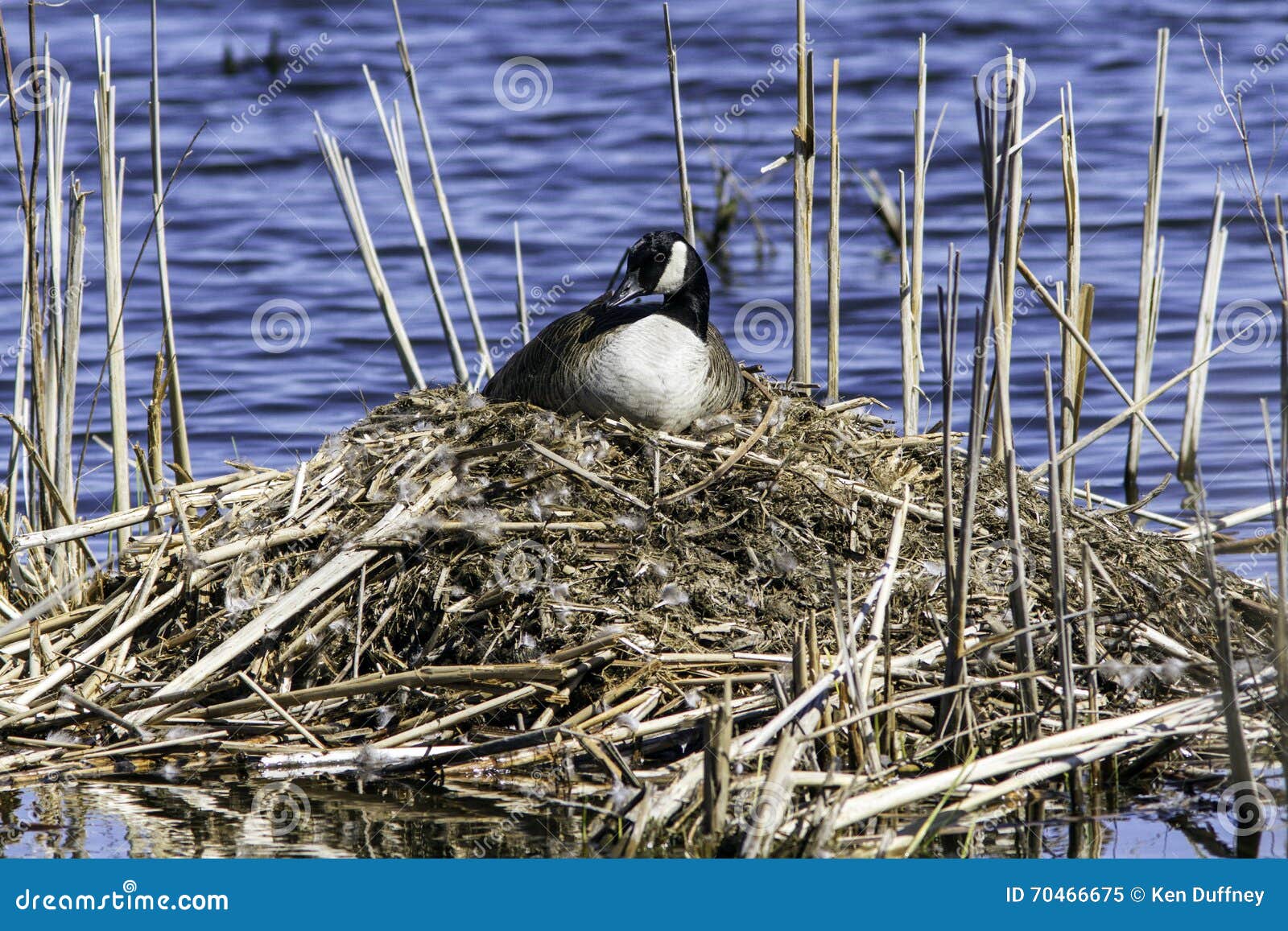 Canada Goose nesting stock image. Image of wildlife, mother - 70466675