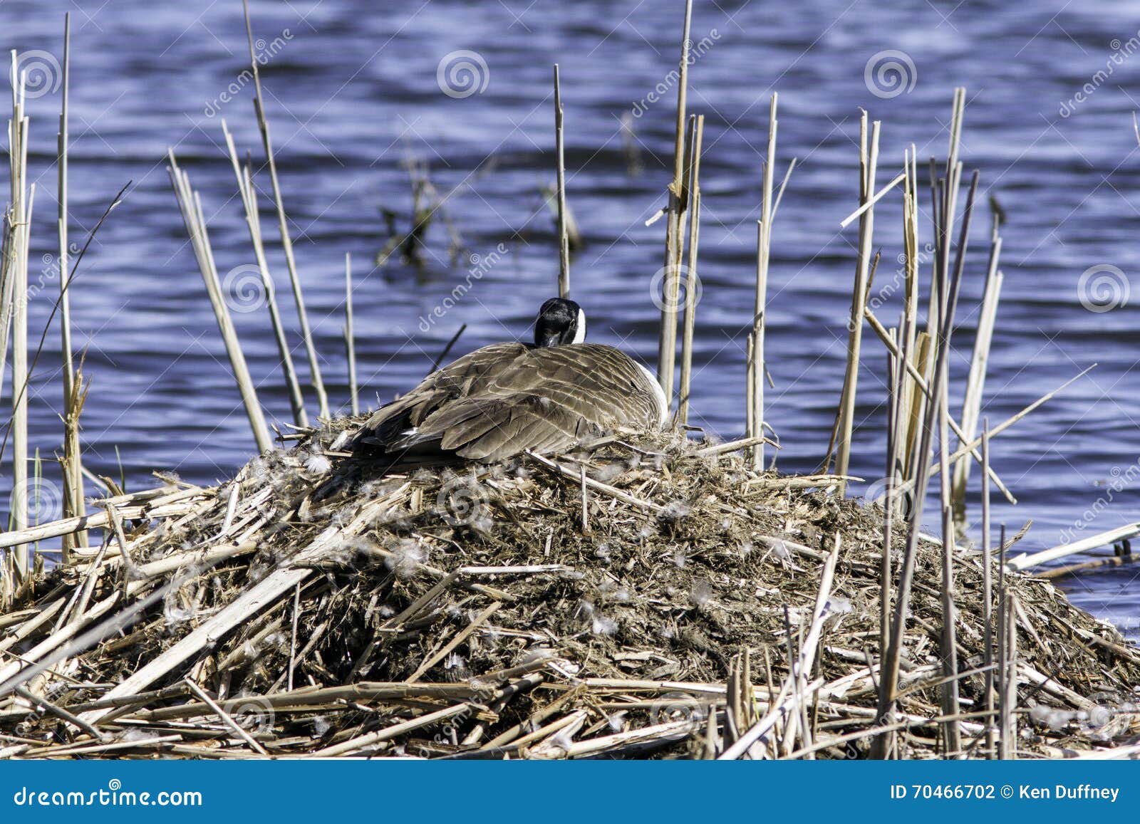 Canada Goose nesting stock photo. Image of nature, canada - 70466702