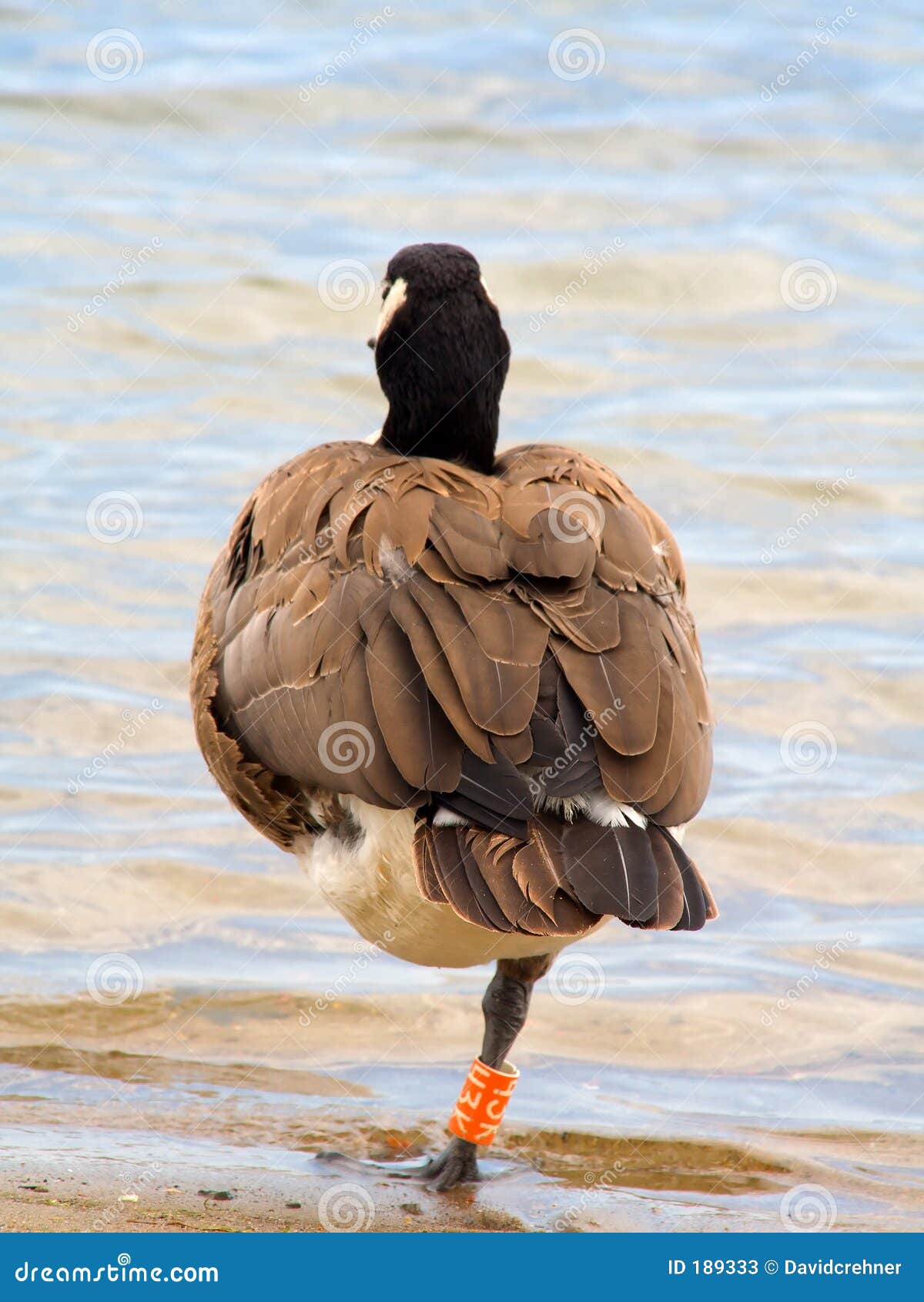 Canada goose on one leg stock image. Image of nature, ontario - 189333
