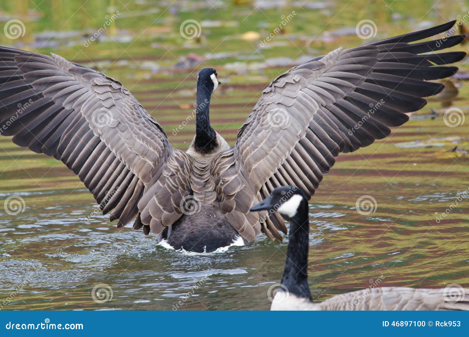Canada Goose with Outstretched Wings Stock Photo - Image of water ...