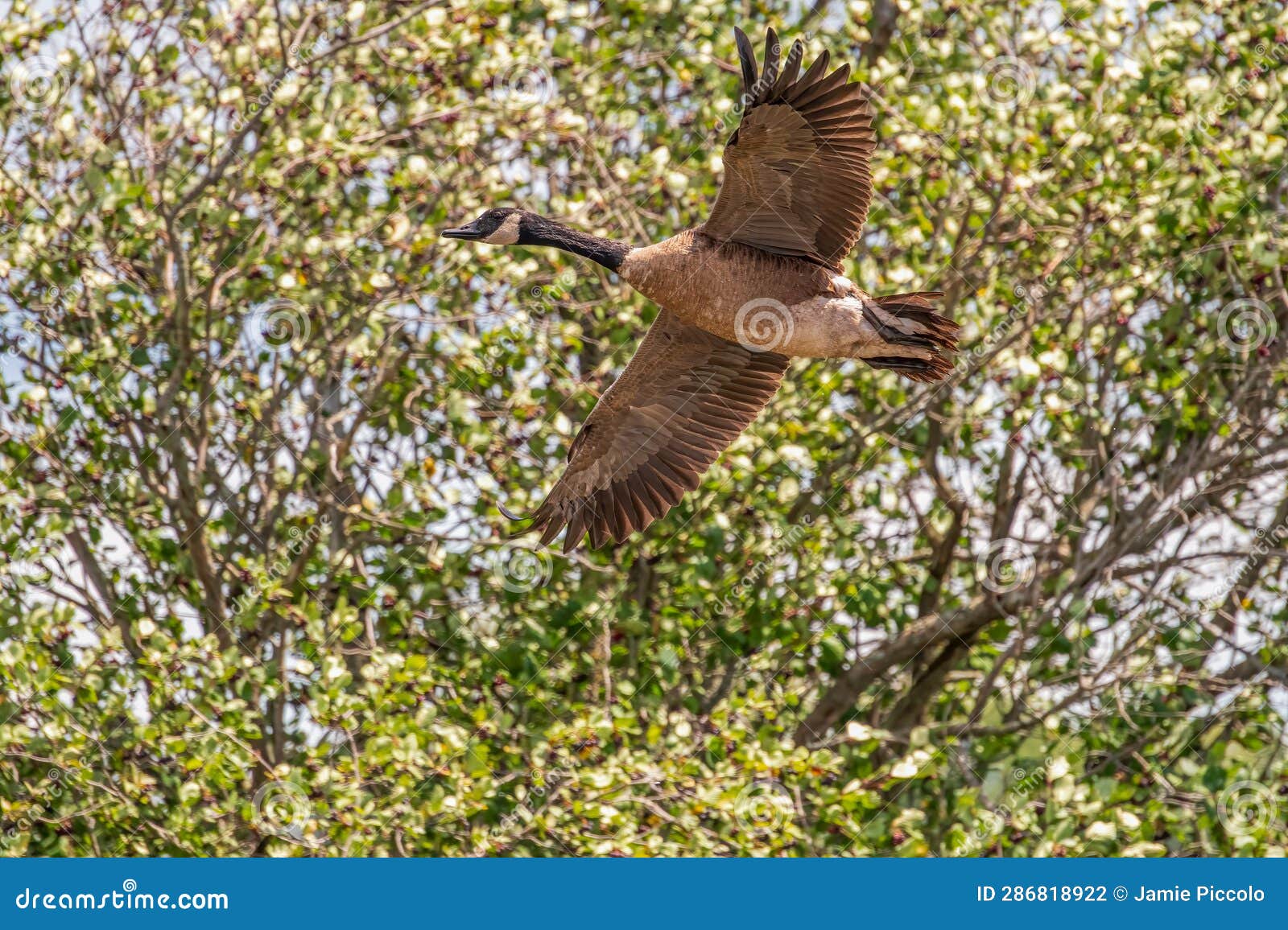 Canada Goose Overhead in Flight in Summer Stock Photo - Image of summer ...