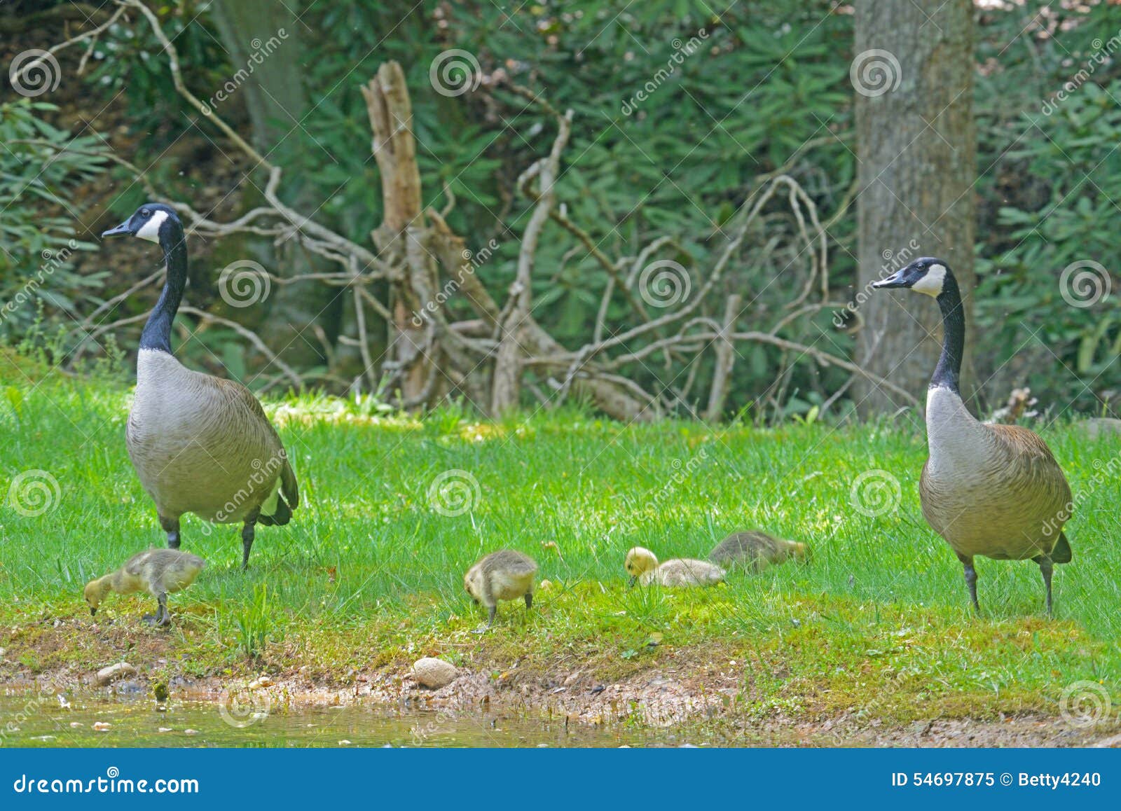 Canada Goose Pair with Babies. Stock Image - Image of circling, grass ...