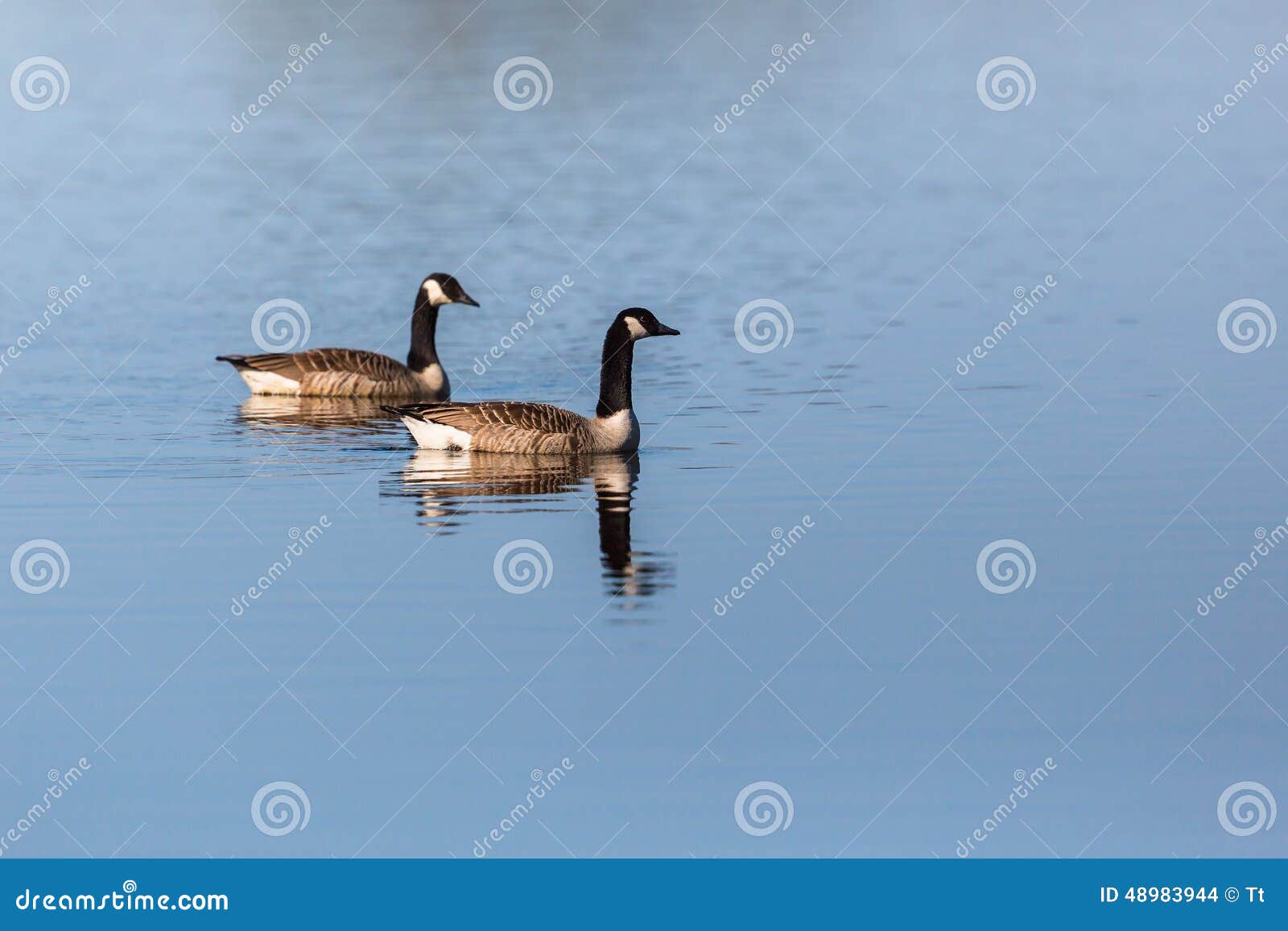 Canada Goose stock photo. Image of bird, lake, animal - 48983944