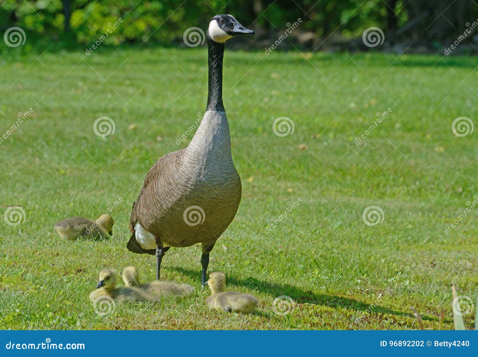 Canada Goose Parent with Four Babies. Stock Photo - Image of cute ...